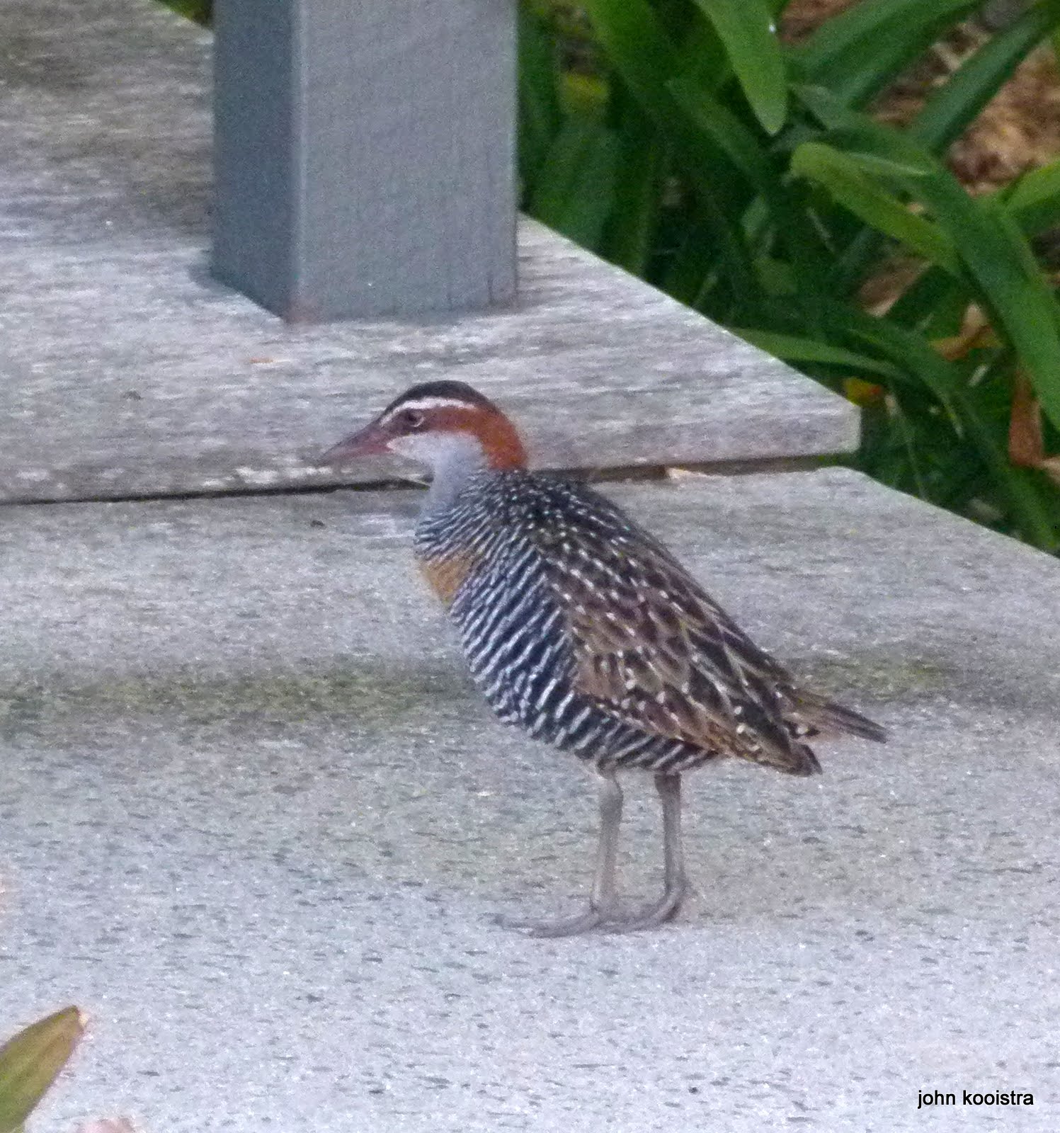 QUEENSLAND BIRDER - Birds and the natural world at home and away.: NSW ...