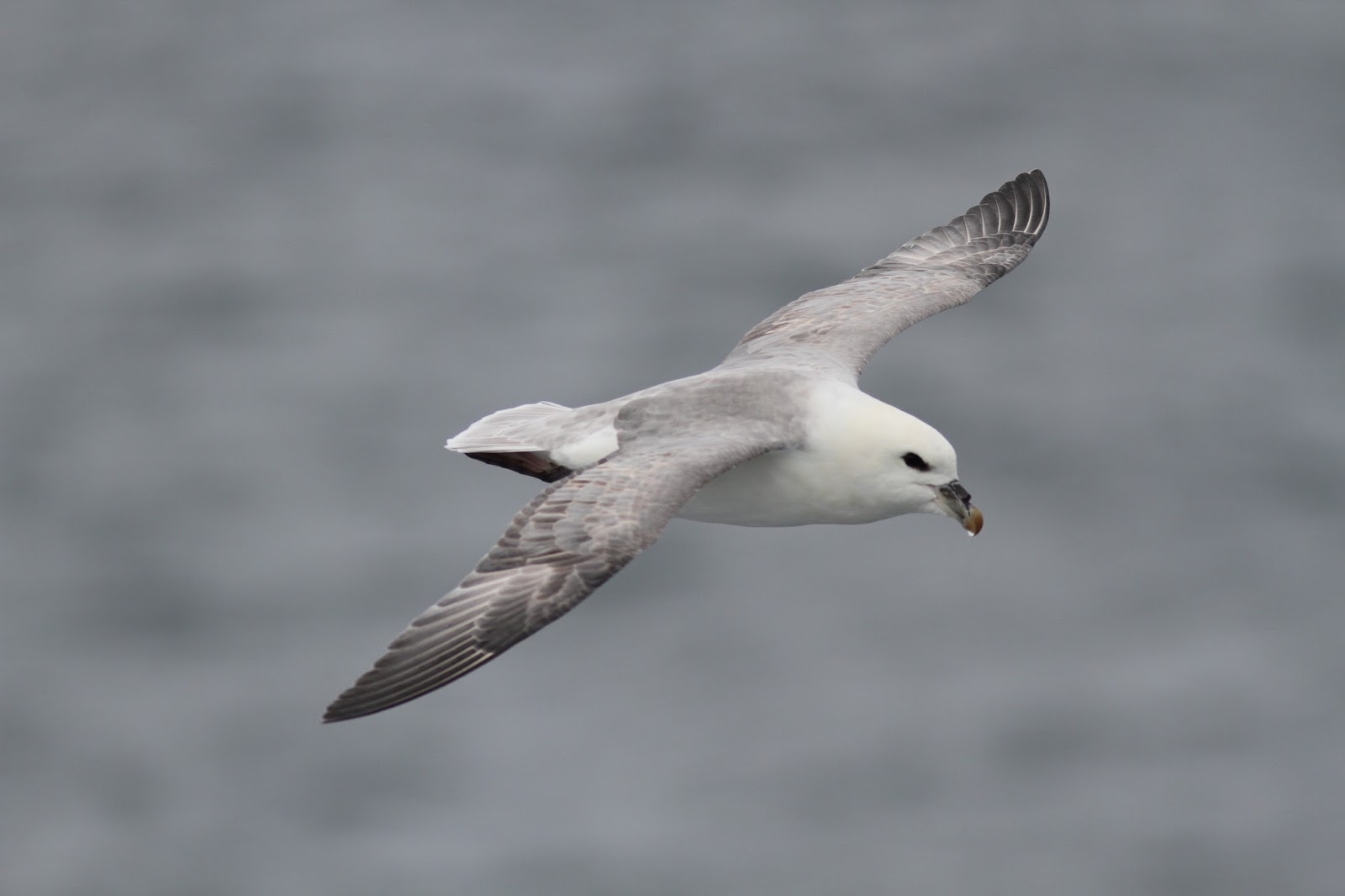 Non-Stop Birding: FULMAR FLASHBACK