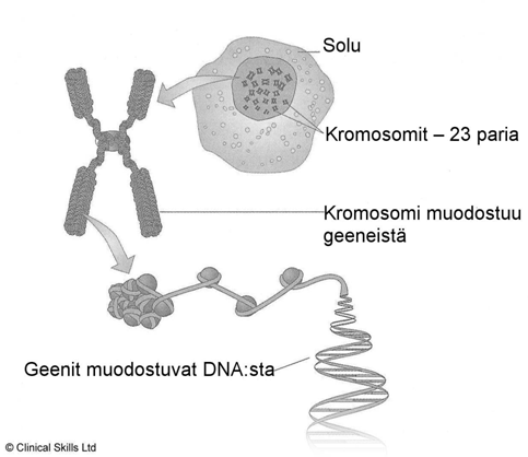 Biologia 5: 5.Geeneissä on informaatio solujen toimintaan