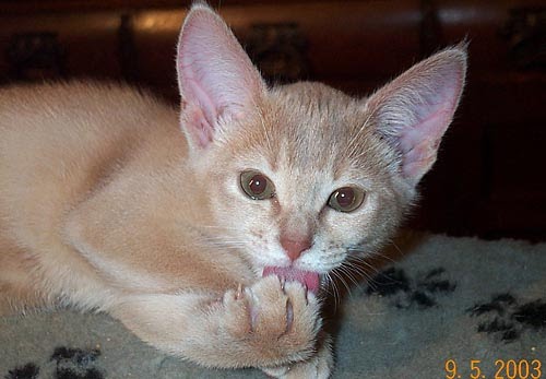 Encyclopedia of Cats Breed: Fawn Abyssinian Cat