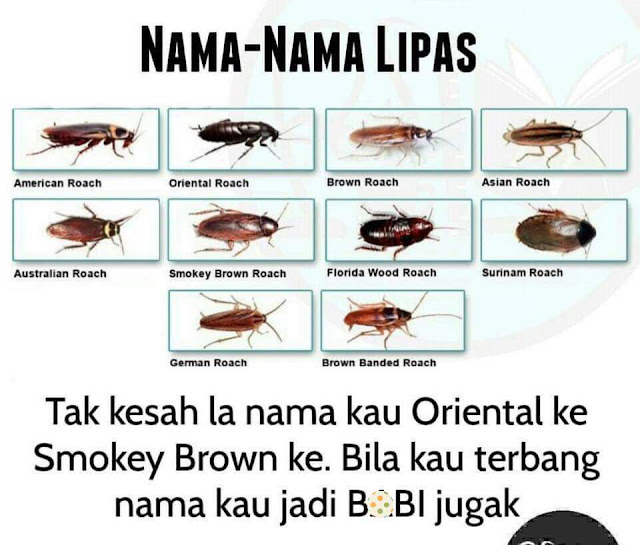 China Doll: Lipas oh lipas