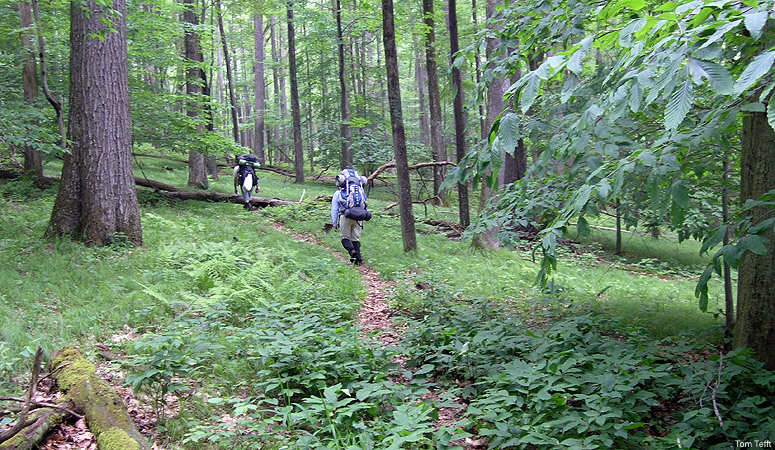 PA Environment Digest Blog: FAW: Allegheny National Forest’s Lump Of ...