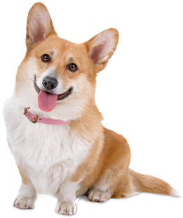 Are Pembroke Welsh Corgis Born Without Tails
