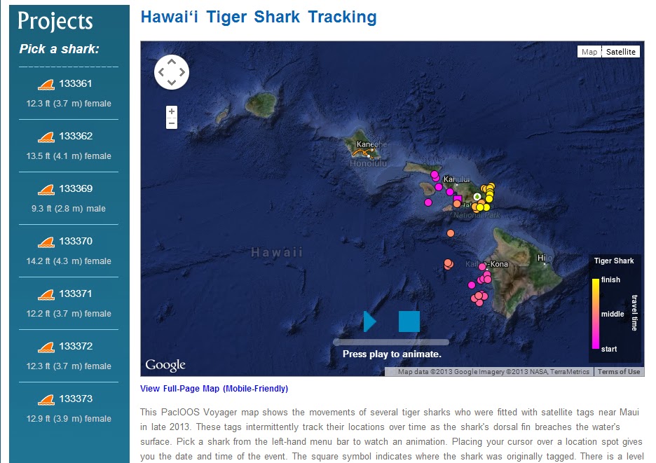 HIMB Community Education Program: Where the Tiger Sharks Are - Tiger ...