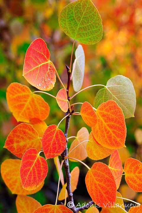 Autumn Aspen Leaves ~ Autumn Crafts Picture