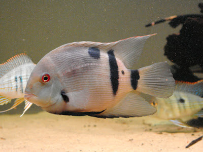 Mania de Aquário: Uaru fernandezypezi (Panda cichlid)