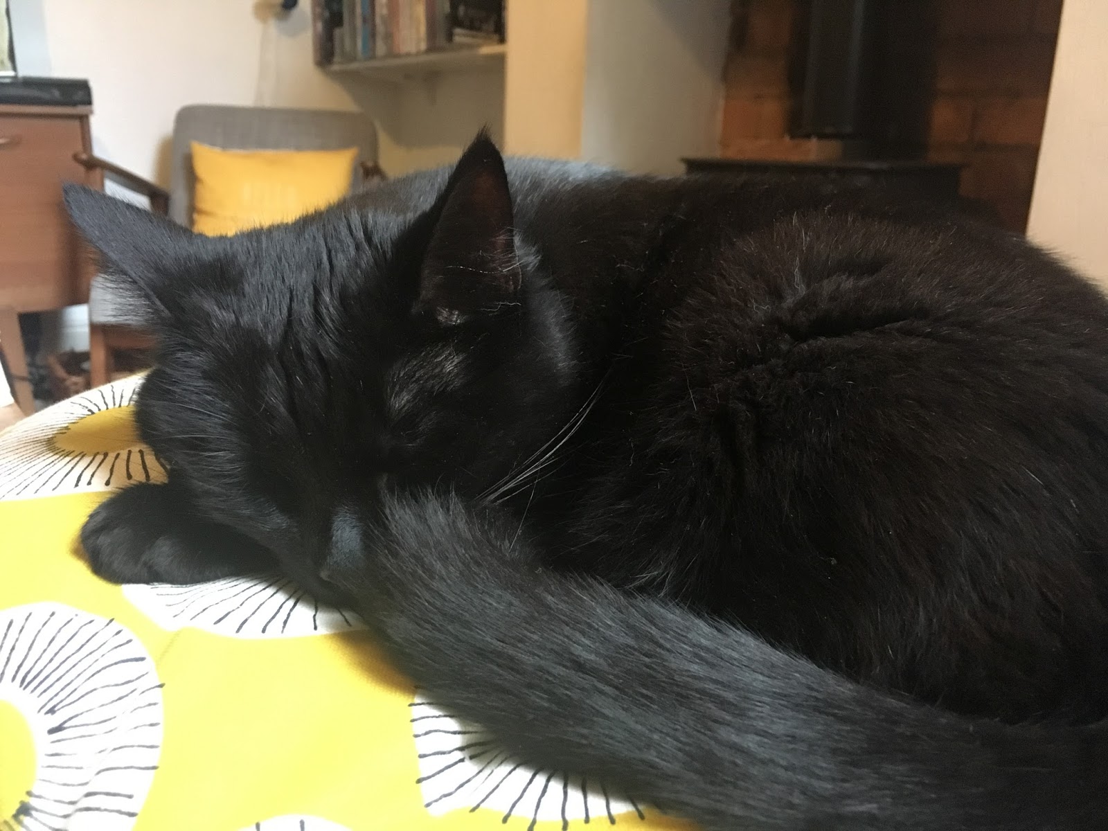 Someone, Somewhere: 15 Facts About Missy Cat