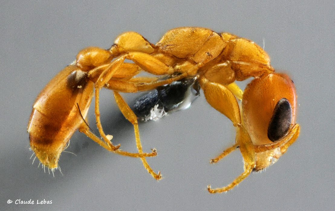 fourmis du Mexique: Pseudomyrmex simplex