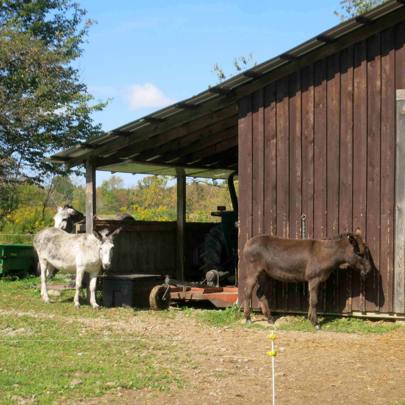 The Dancing Donkey: Donkey Roasting