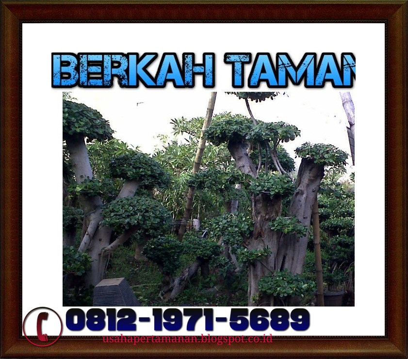 Pohon Bonsai Beringin korea ( ficus longisland ) - TUKANG TAMAN ...