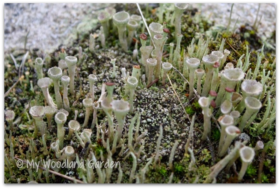 Villa Emilia (My Woodland Garden): Reposted: On lichens, poems, and bears