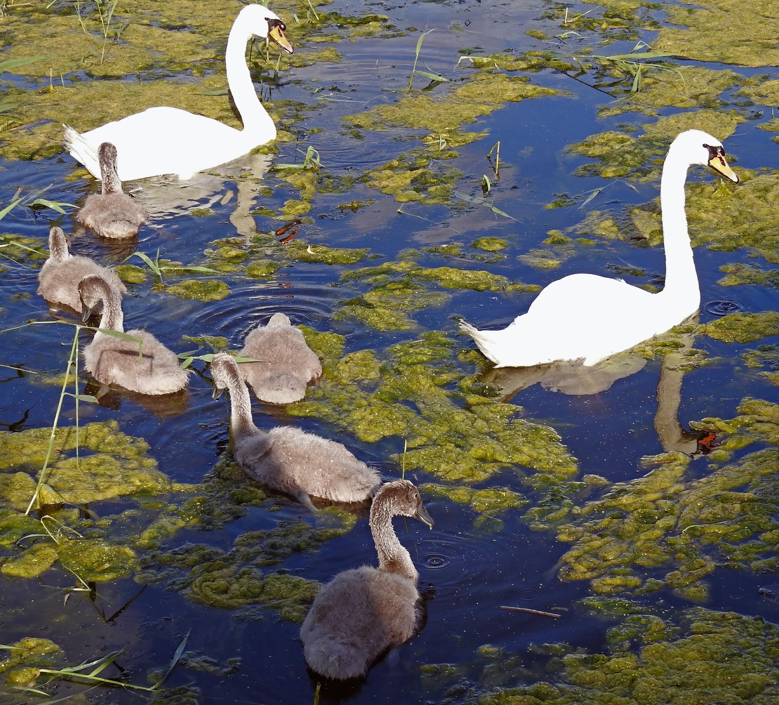 W-wa Jeziorki: Cygnets up close