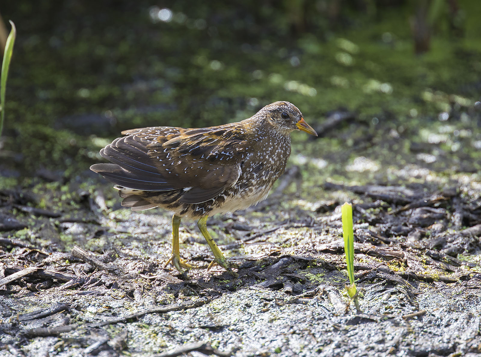 pewit: another Spotted Crake in Lincs