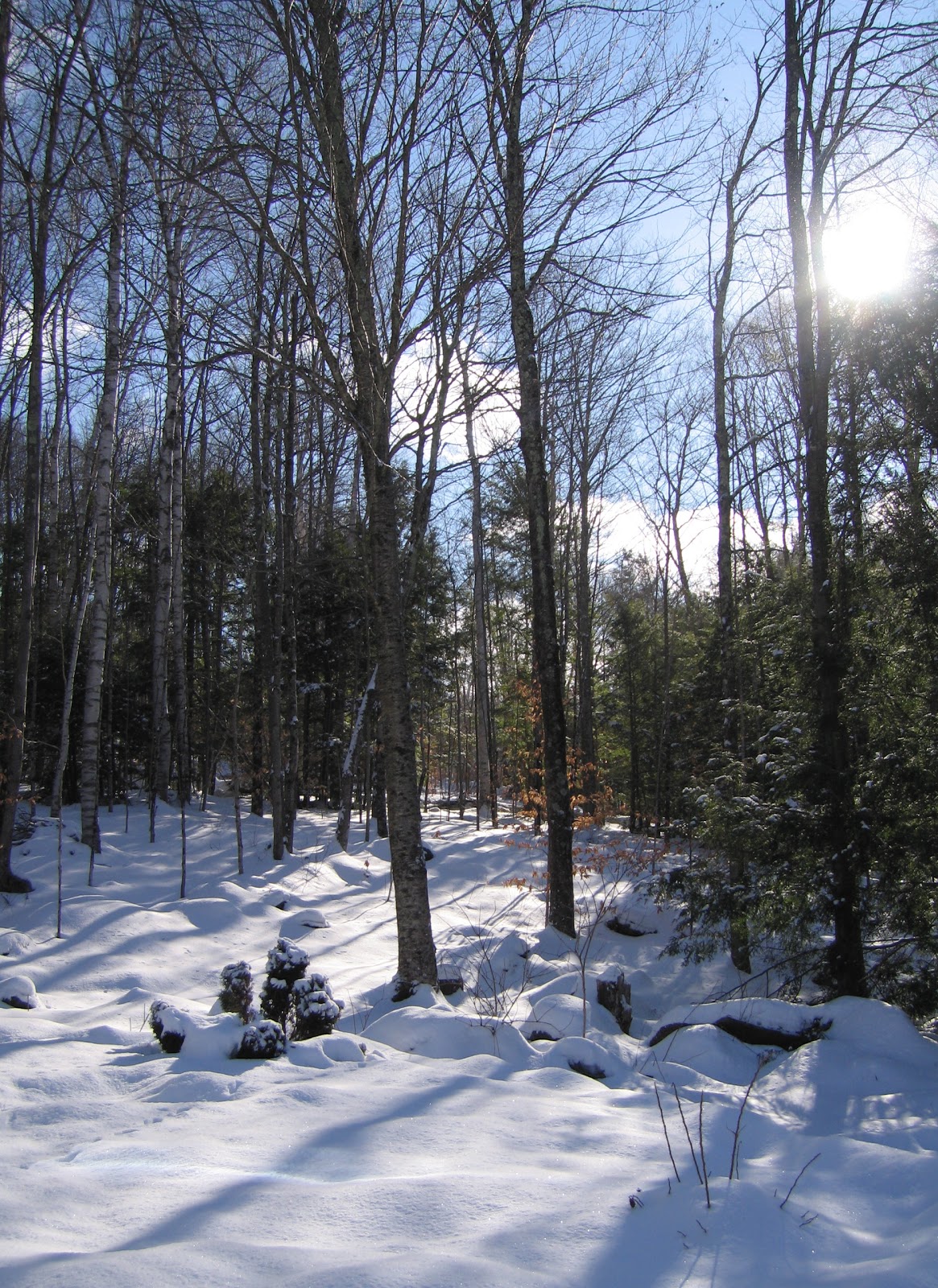 Where Earth Meets Sky: January Sunny Snow Day