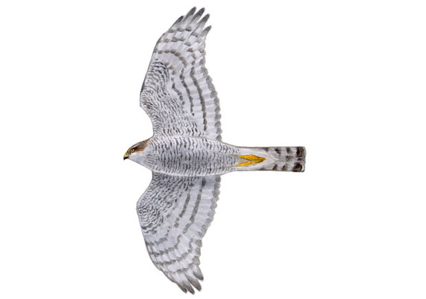 El Cajón del Maestro: Gavilán Común