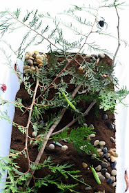 Simple Small Worlds: Insect World