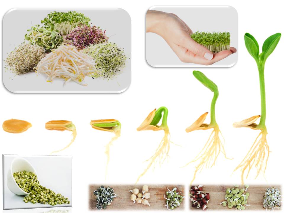 CONSEJOS PARA LA GERMINACION DE SEMILLAS