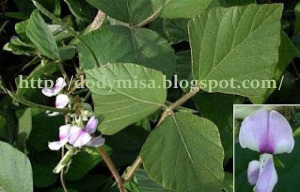 haerul bahri bebas berkarya: Karakteristik Tanaman Legum