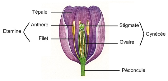 Schéma d'une tulipe