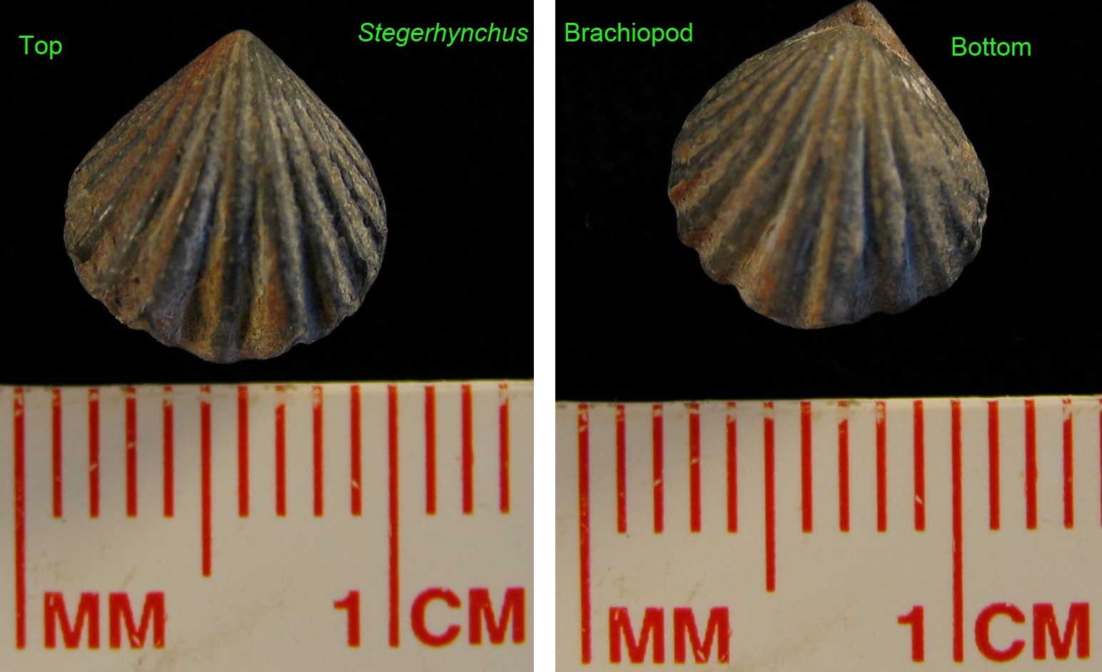 Louisville Fossils and Beyond: Brachiopod Fossils for Sale