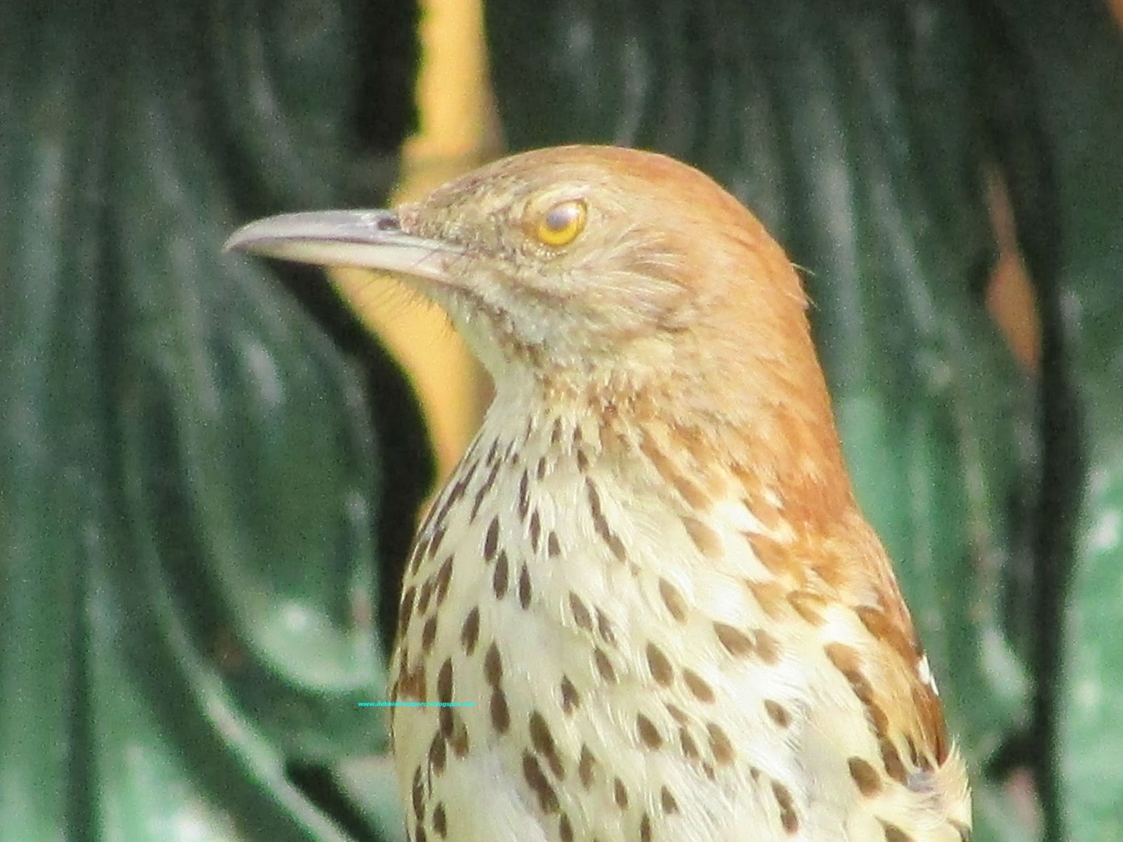 Debbi's Front Porch: Brown Bird