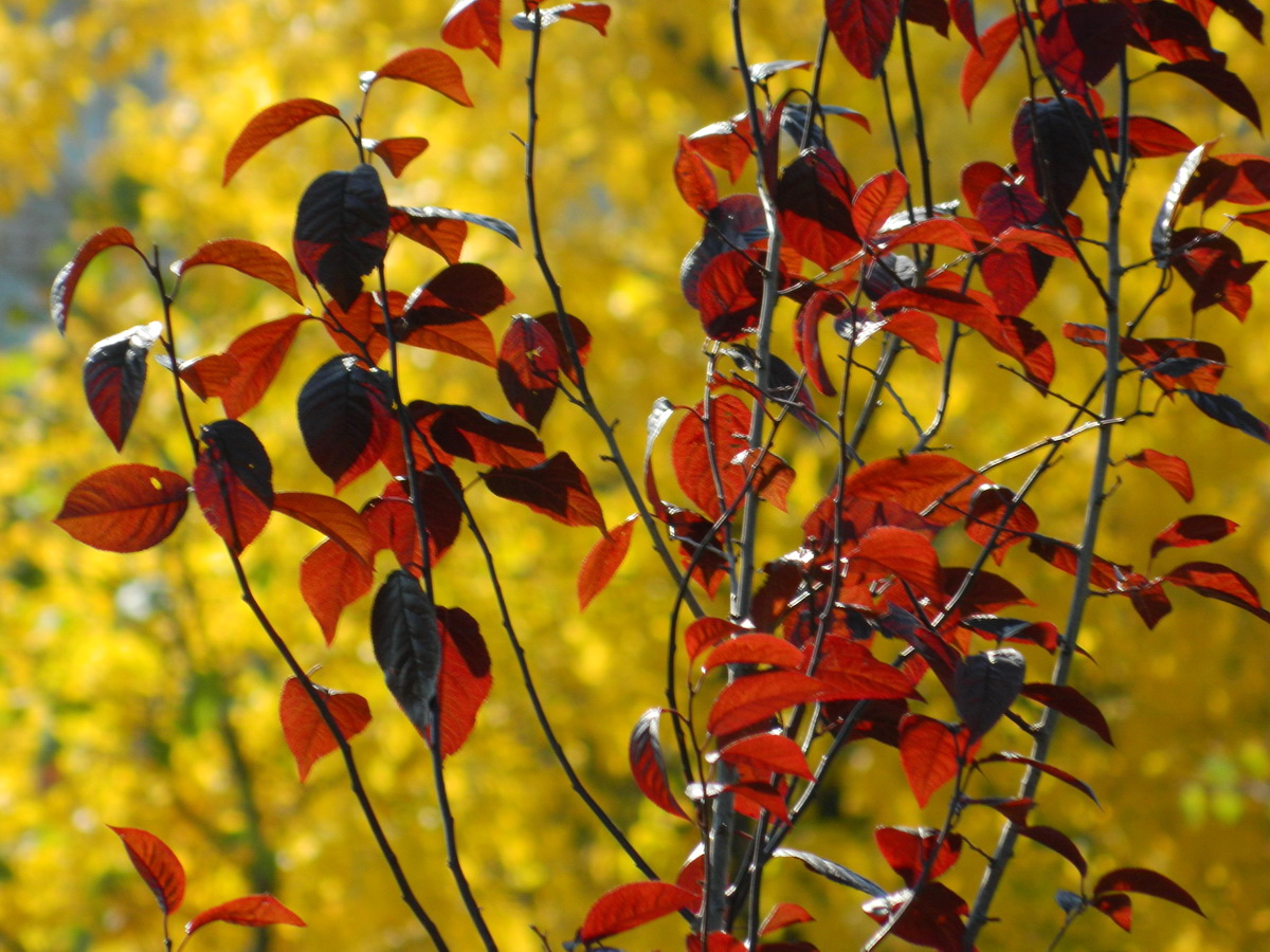 LA MULTI ANI, ROMANIA!: Frunze colorate