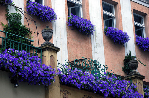 BLOOMLICIOUS: Beautiful Window Boxes