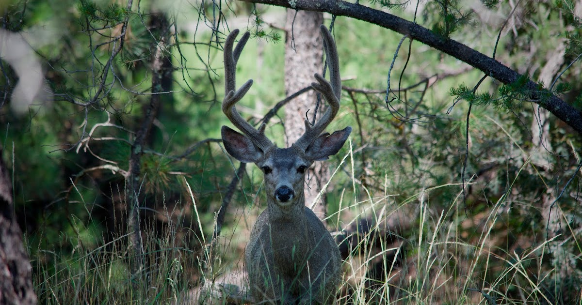 Disembodied Ninja: Deer
