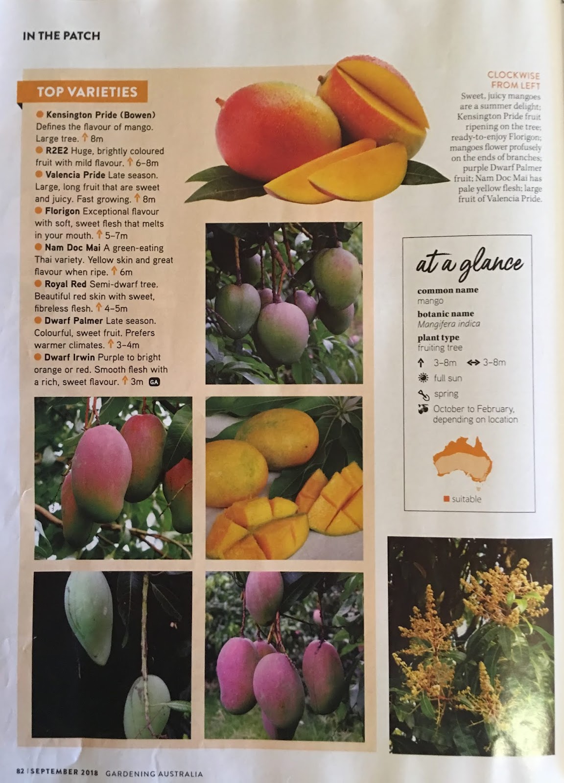 Daleys Fruit Tree Blog: Tango for Mangoes