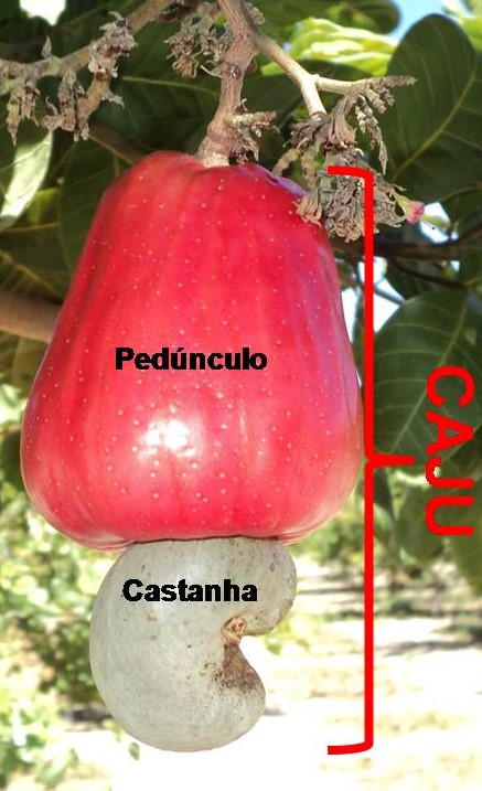 FRUTAS BRASIL: Botânica do cajueiro