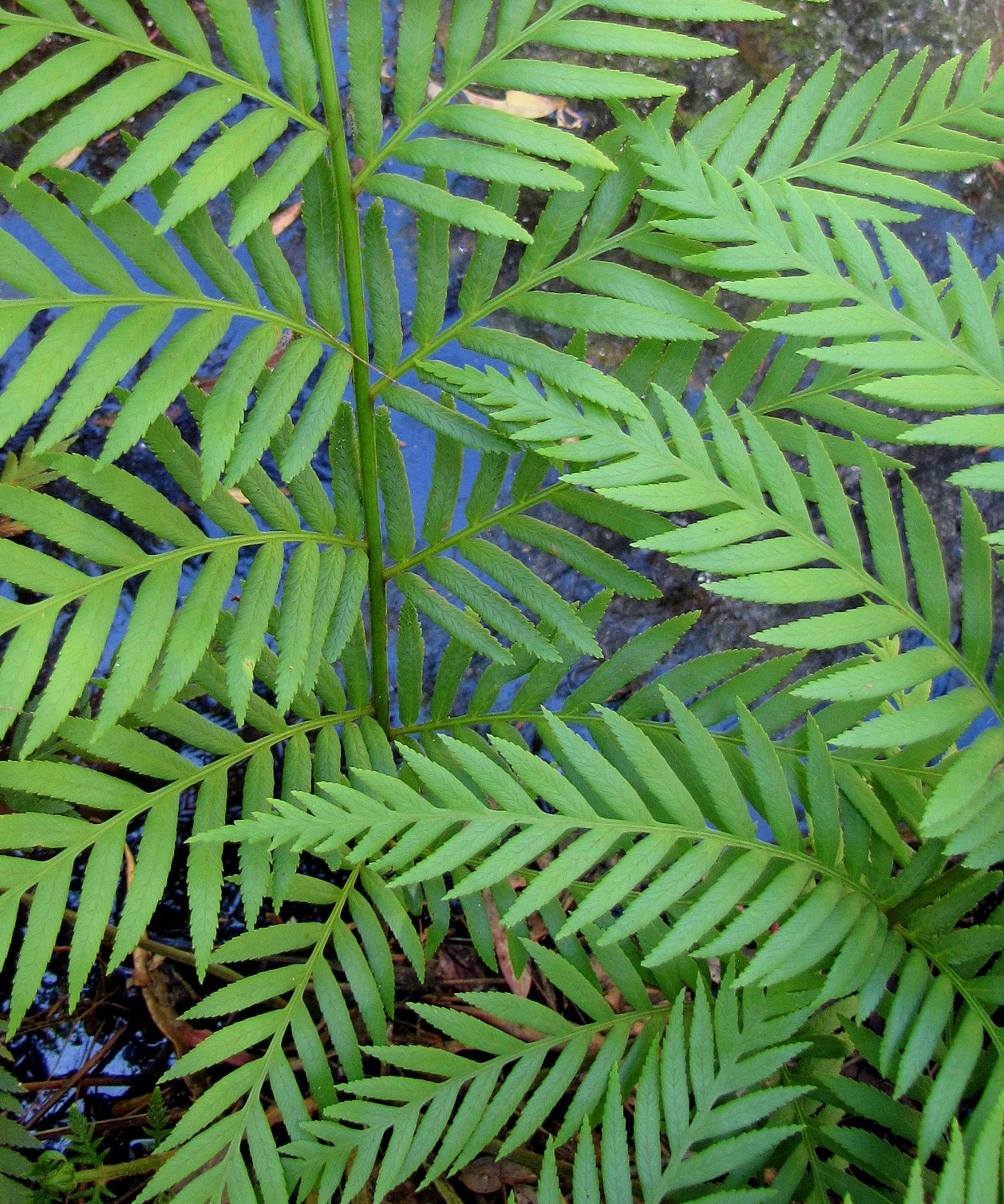 Sydney's Wildflowers and Native Plants: Todea barbara - King Fern.