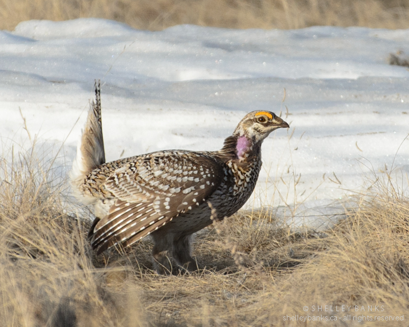 Prairie Nature: Sharp-tailed Grouse Lek: Ancient dance, ancient birds