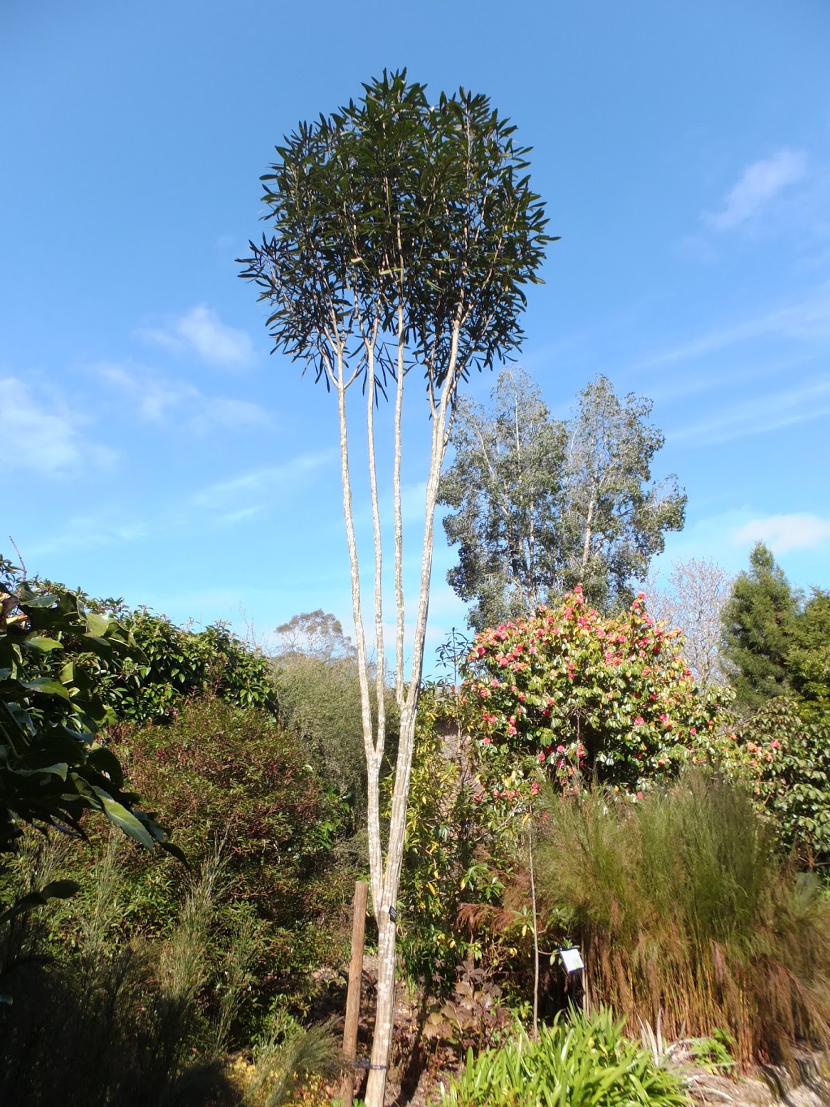 Alternative Eden Exotic Garden: Cornwall Day One