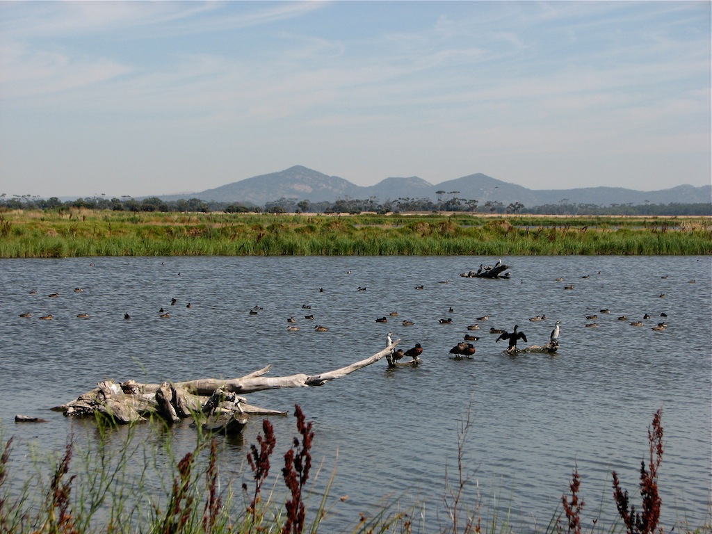 Jennifer Spry's Birding Blog: Beginnings and Western Treatment Plant