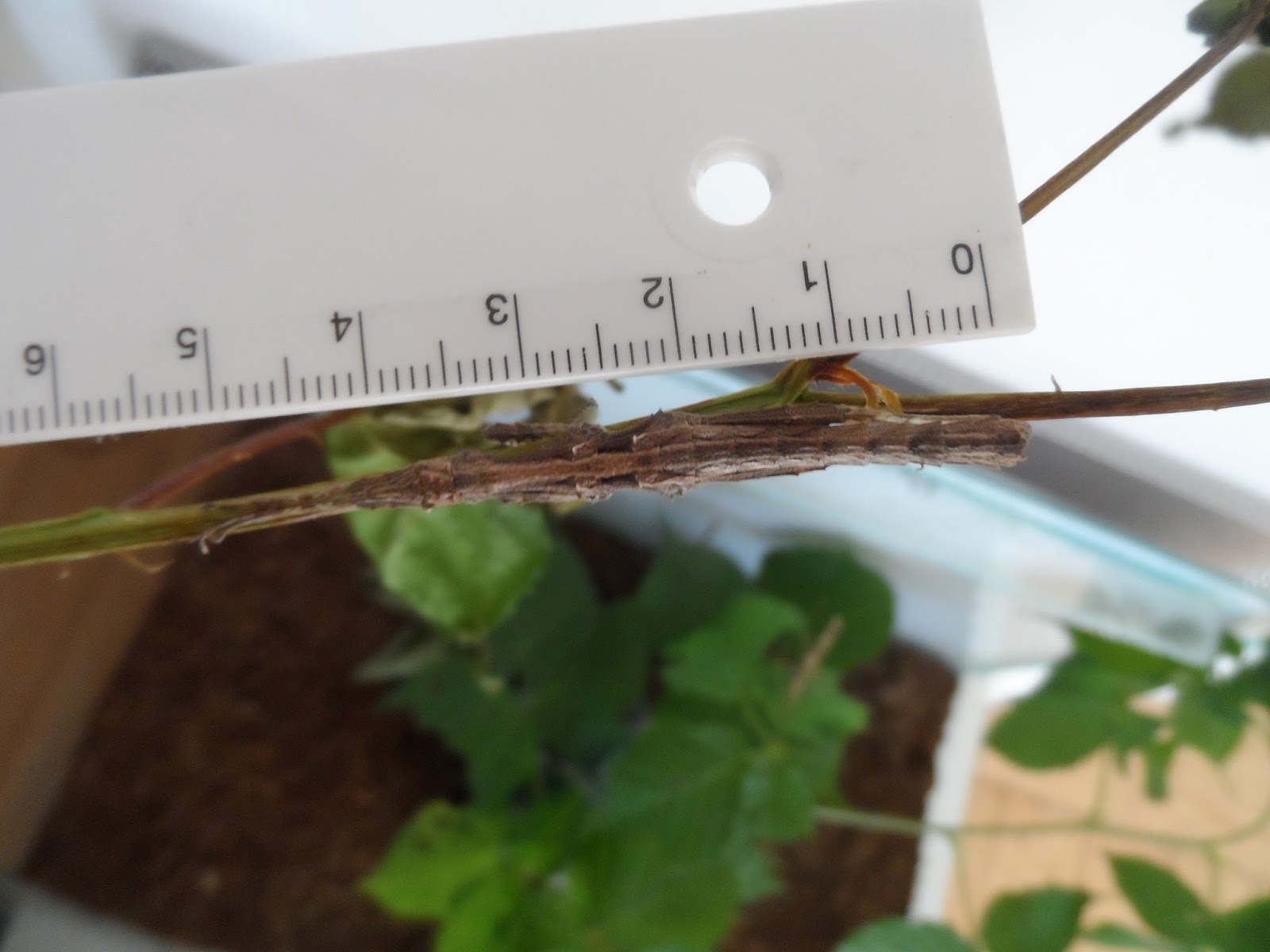 Pernilles blog VNT: De vandrende pinde