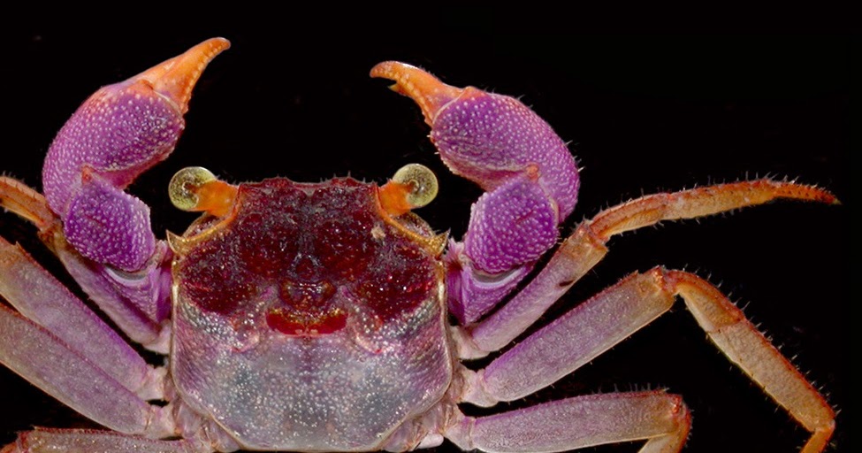 Species New to Science: [Crustacea • 2019] Geosesarma spectrum • A New ...