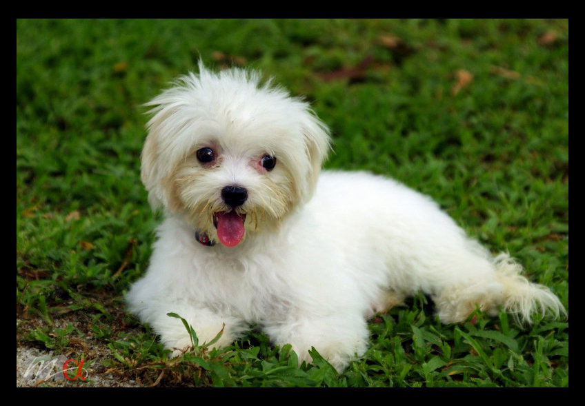 my Alpha Memories: Bishan Dog Run