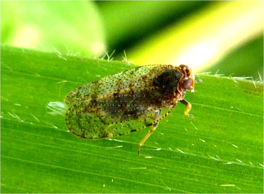 Insects of Scotland: True Bugs