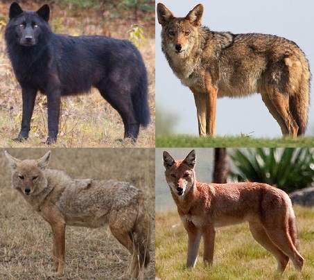 NUNCAJAMAS COCKER: CÓMO SE CLASIFICAN LOS SERES VIVOS