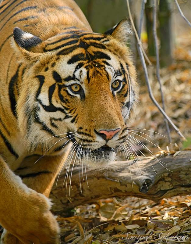 B2 and Other Great Tiger Pics from India