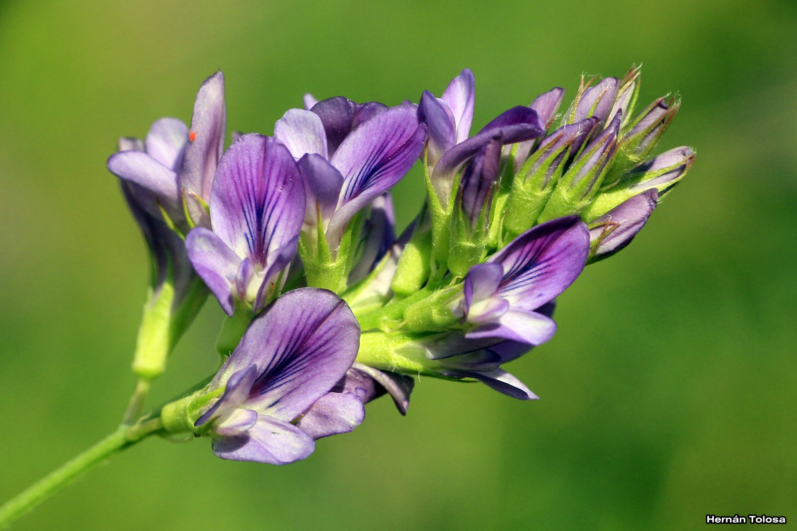 Flora Bonaerense: Alfalfa (Medicago sativa)