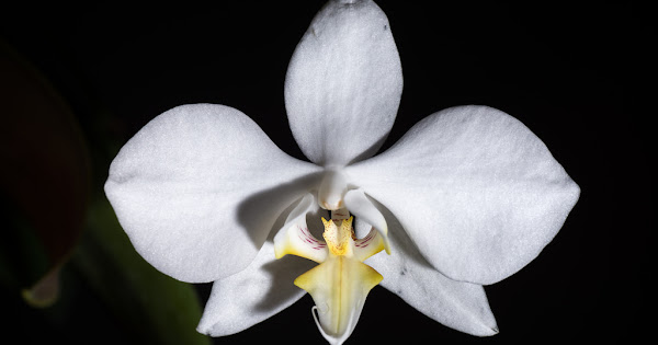 Grow and care Phalaenopsis aphrodite orchid - Aphrodite's Phalaenopsis ...