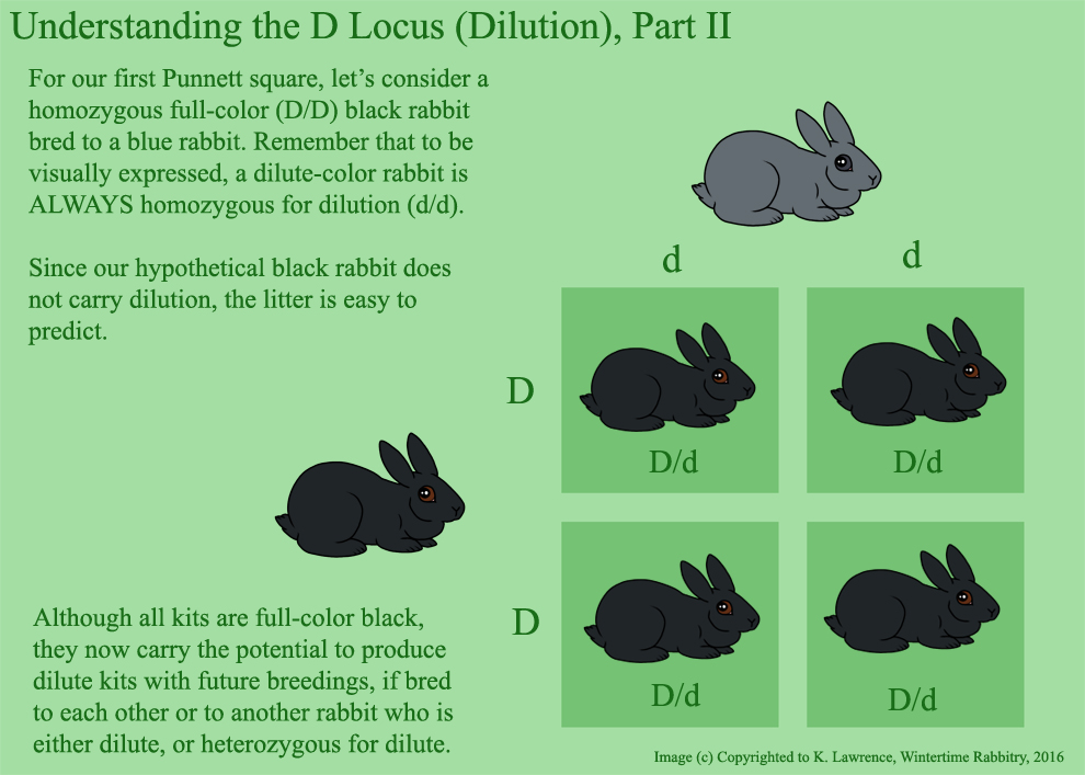 Rabbit Genetics And Musings: Cheat Sheet: Understanding the D Locus ...
