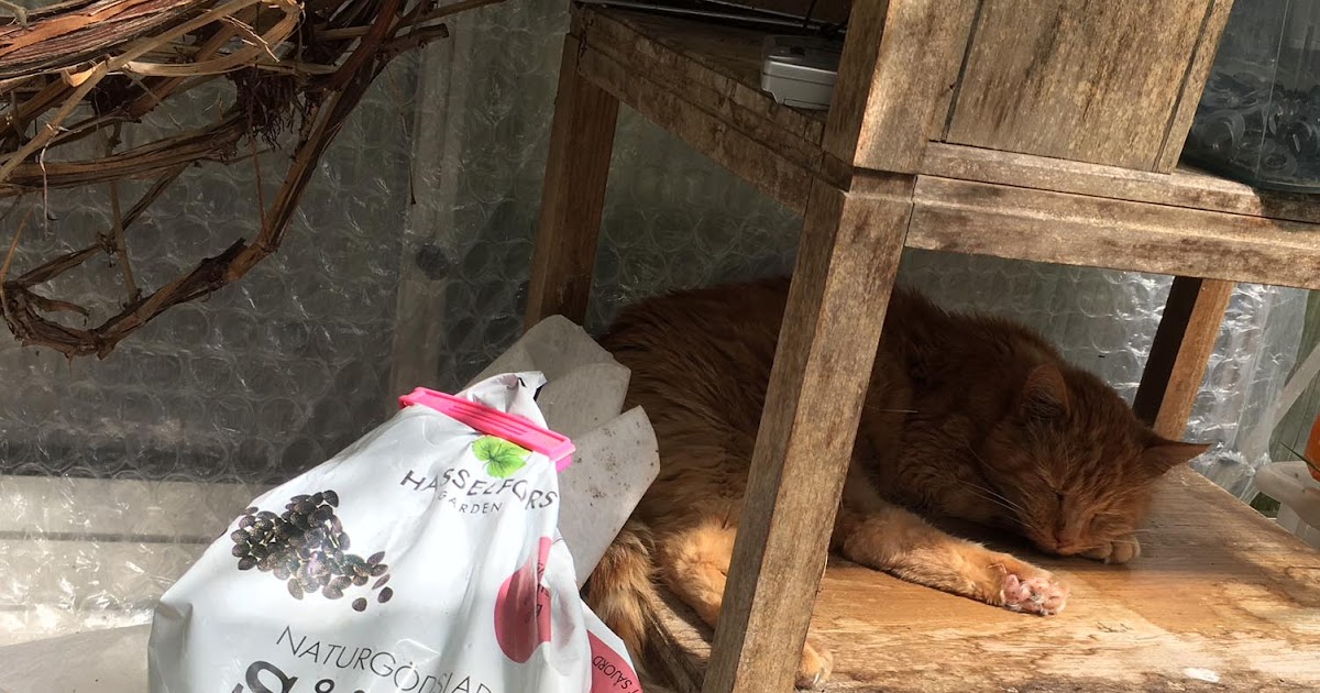 Katten Gustav: Det är ju så här...