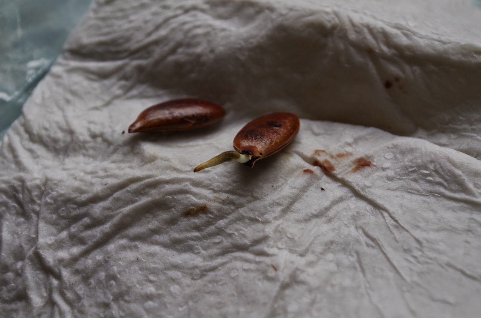 Mr. Greens Welt: Karki - vom Kern zur Pflanze