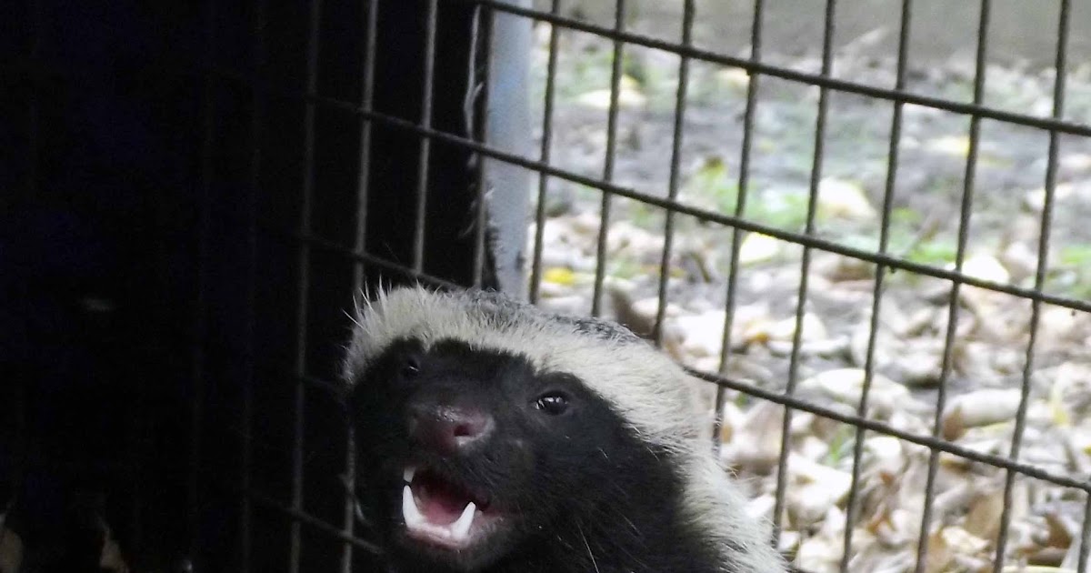 ANIMALES SILVESTRES: Hurón