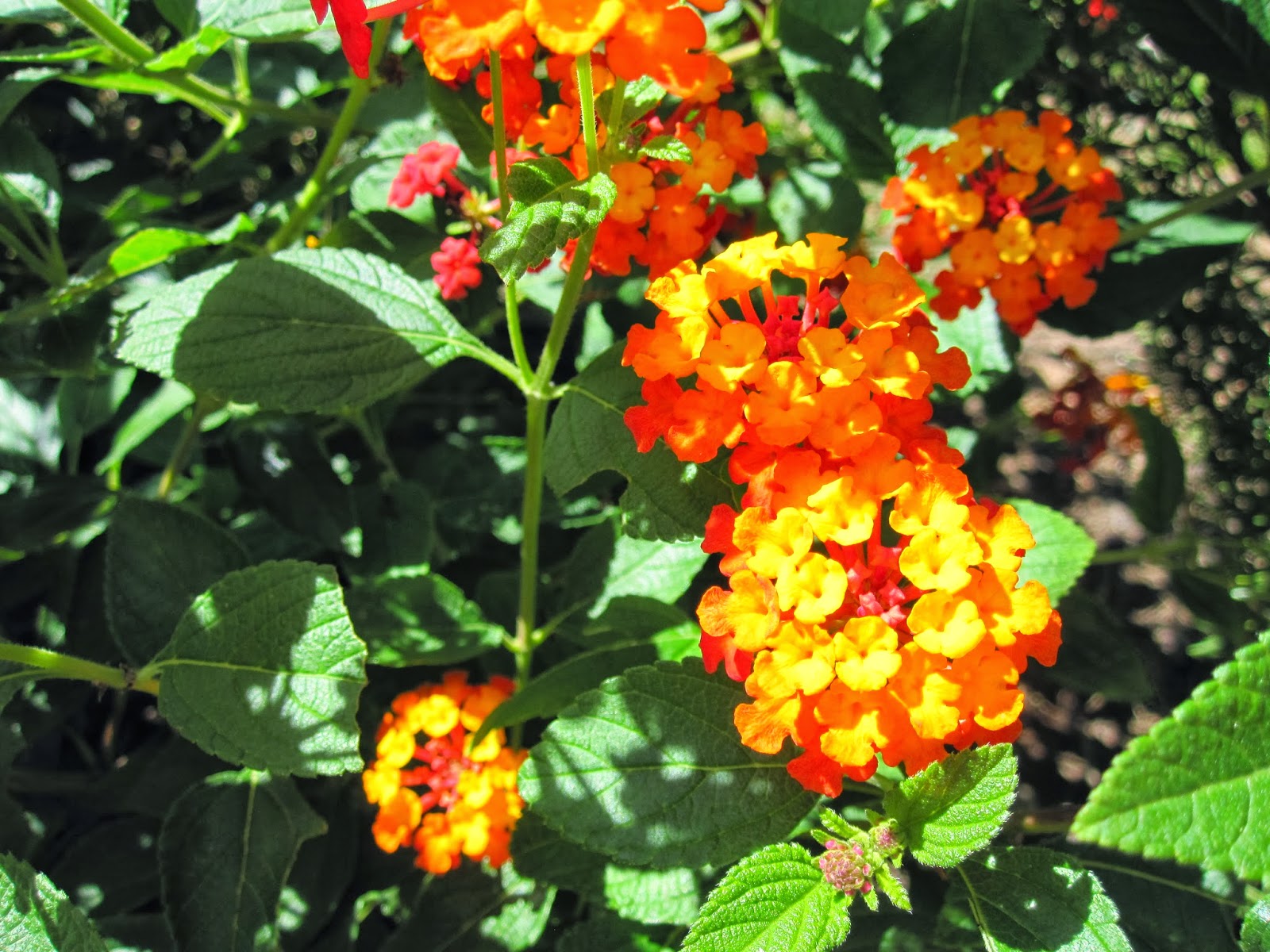 Universo Botánico: Lantana camara L. (Lantana)