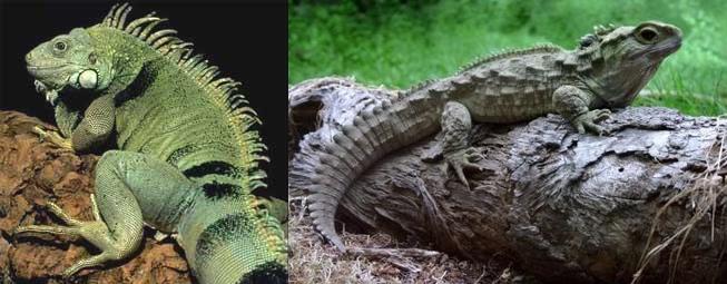 Kriptozoológia: Muhuru