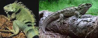 Kriptozoológia: Muhuru