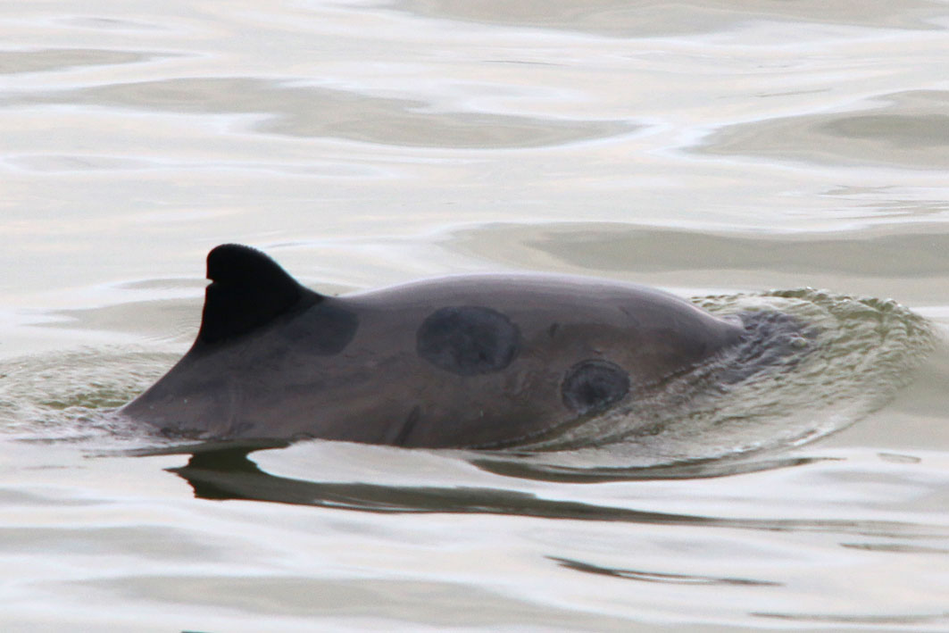 VLIEGBEELD: Bruinvissen tussen de pieren van IJmuiden.